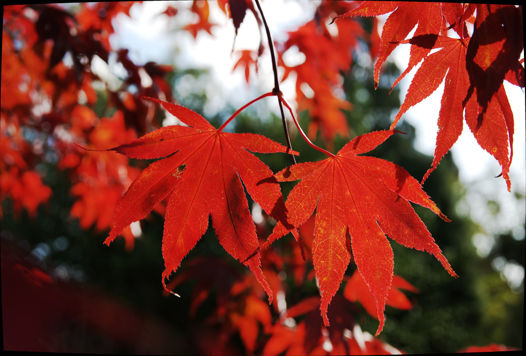 Pew Sheet for 10 October – Saint Stephen’s Cheltenham